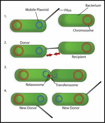 Plasmid In Bacteria